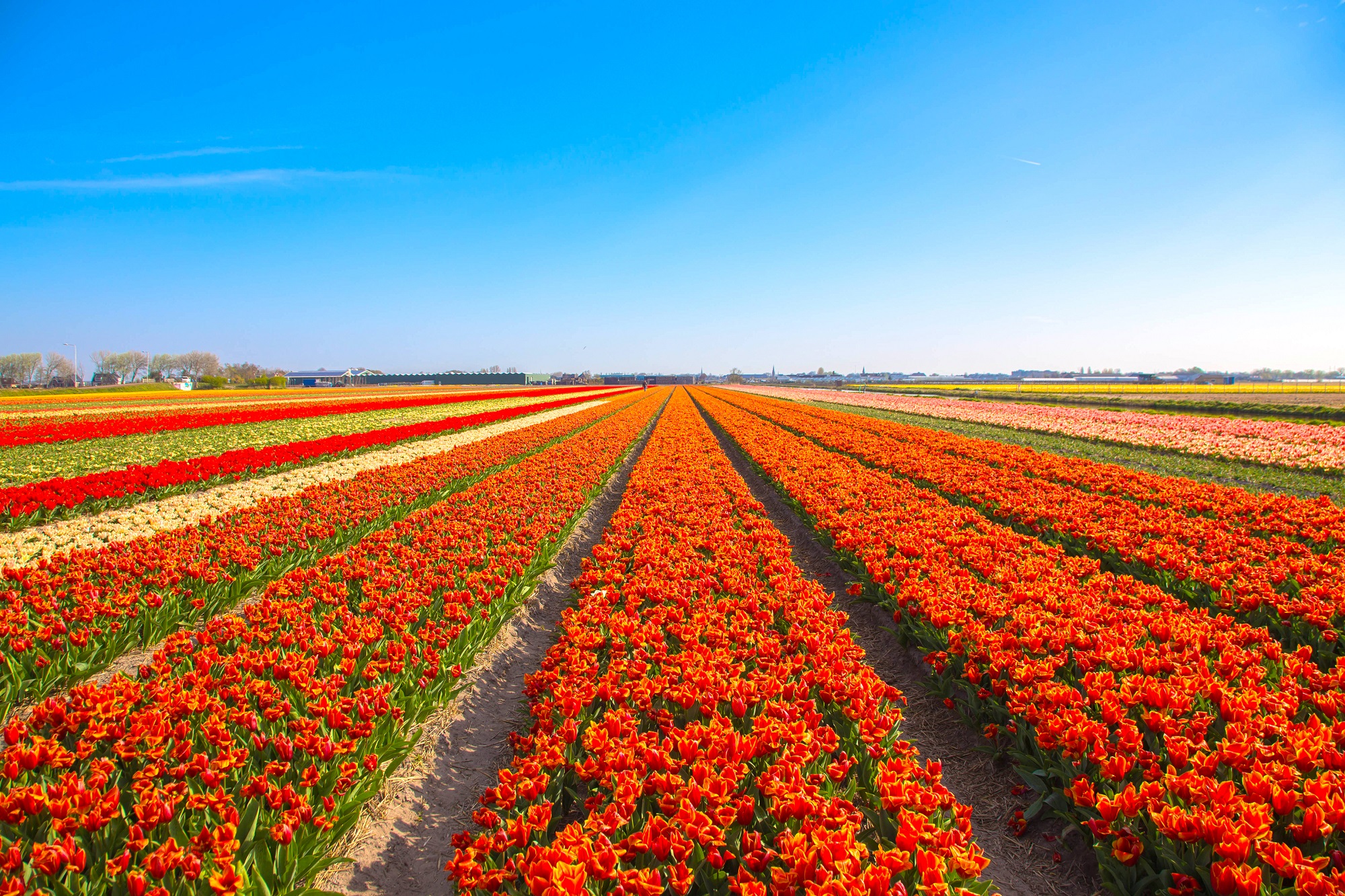 StrategyOne, Decision Management | CRIF